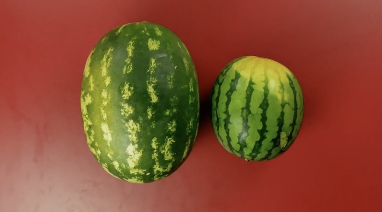 Come riconoscere un'anguria matura senza sbagliare - Archzine.it