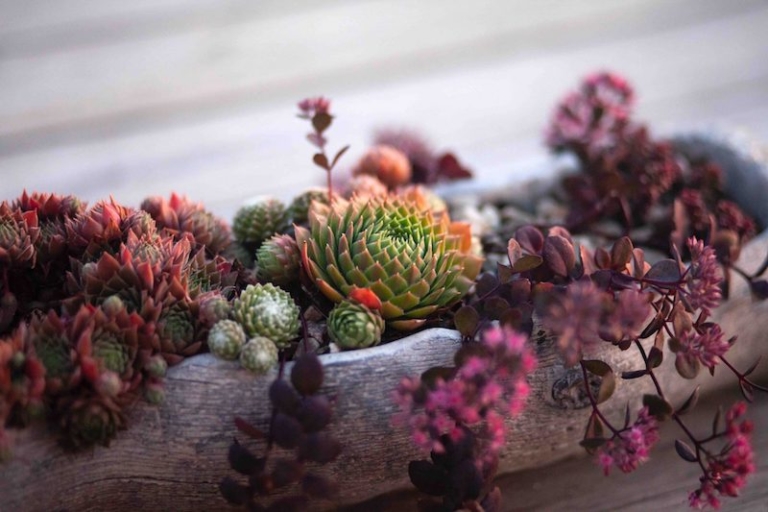 Piante da esterno perenni in vaso per Outdoor - Archzine.it