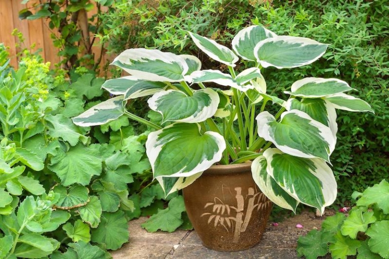 Piante da esterno perenni in vaso per Outdoor - Archzine.it