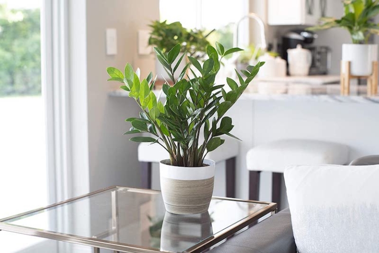 Piante da appartamento resistenti per chi non il pollice verde ...