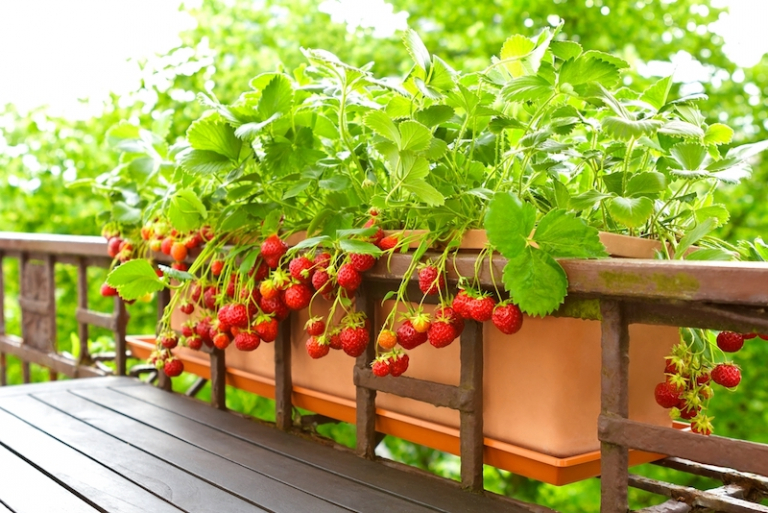 Come coltivare le fragole con successo in orto e sul balcone