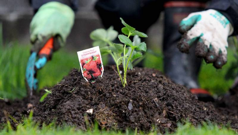 Come coltivare le fragole con successo in orto e sul balcone