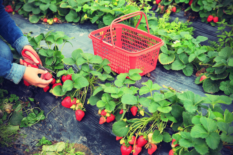 Come coltivare le fragole con successo in orto e sul balcone