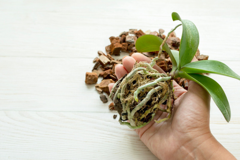 Radici dell'orchidea che escono fuori dal vaso e non sapete cosa fare
