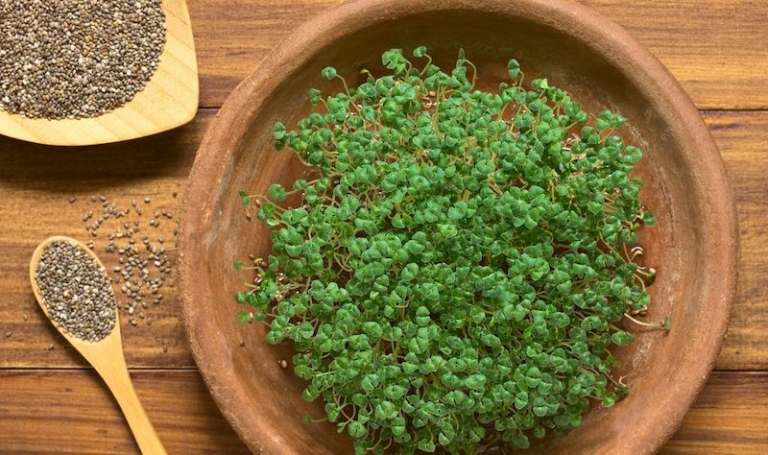 Benefici semi di chia: dimagrire è uno di questi?