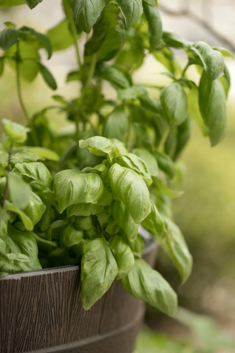 Come far durare il basilico in vaso: le regole per far crescere la pianta!