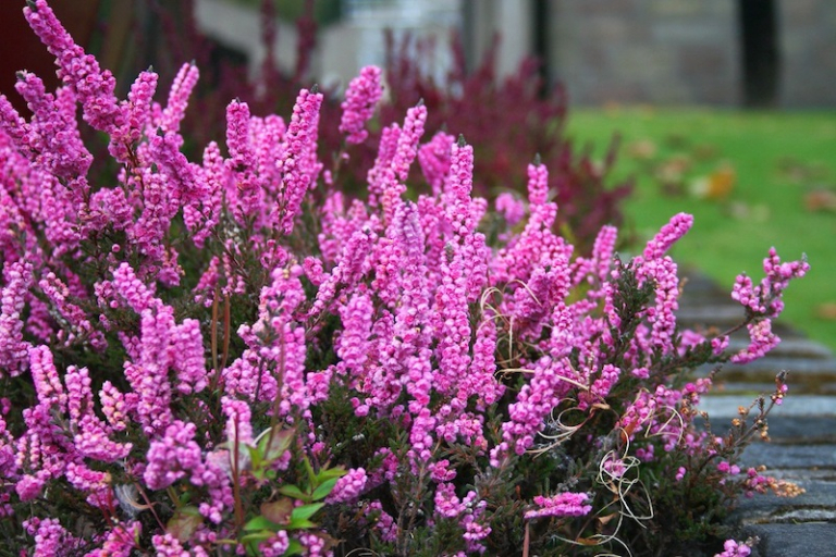 Piante da esterno resistenti al freddo: quelle che abbelliscono e non ...