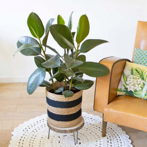 Piante da interno a foglia larga: ecco le varietà più belle!